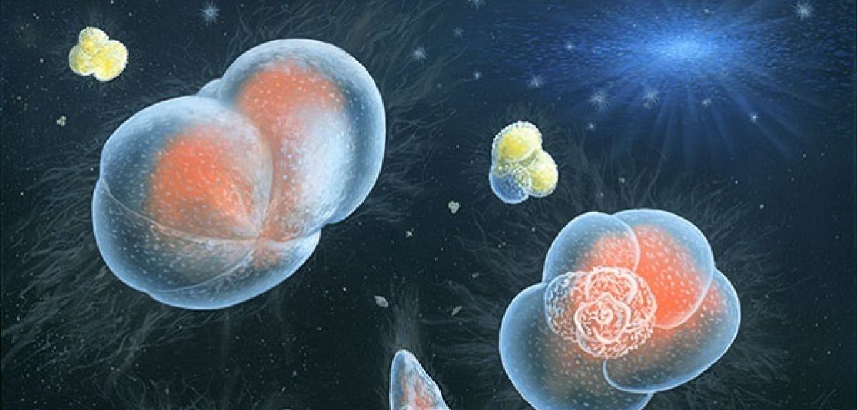 Large-scale fossil study reveals origins of modern biodiversity ...