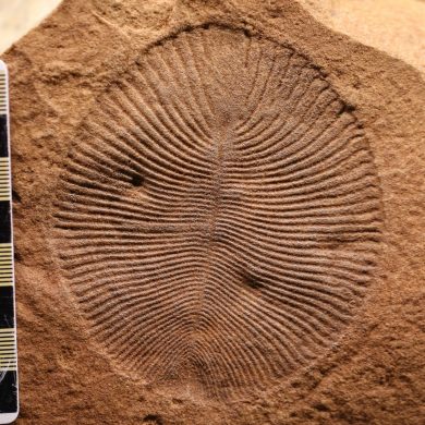 New mathematical analysis confirms ‘Dickinsonia’ was an animal | Oxford ...