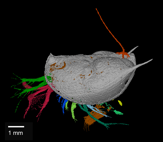 Prehistoric parasites | Oxford Palaeobiology