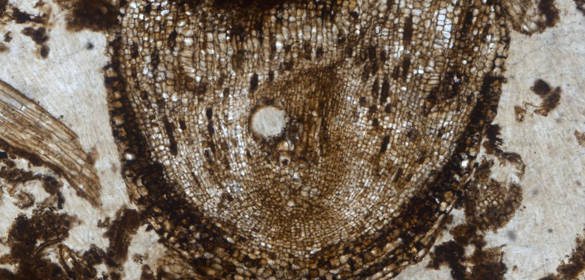 Scientists discover oldest plant root stem cells | Oxford Palaeobiology