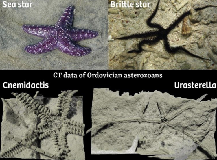 2025 DTP/DPhil Project: The stars are out: a palaeontological ...