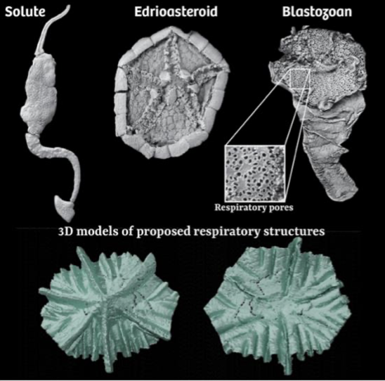 2025 DTP/Dhil Project: Unravelling the deep homology of gill slits and ...