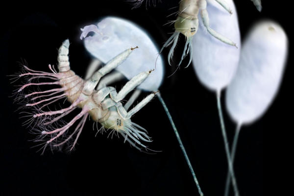 Home | Oxford Palaeobiology